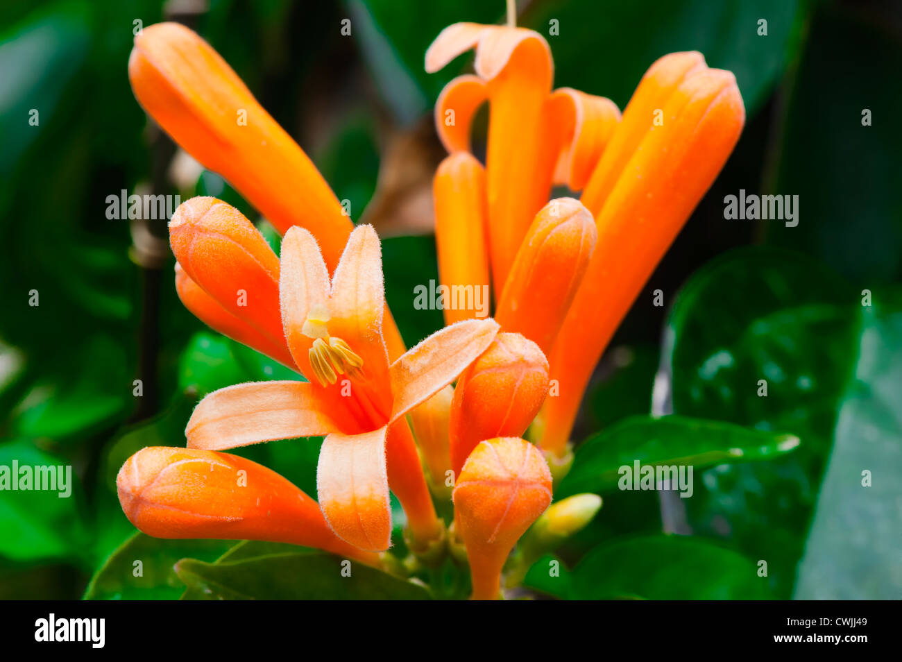 Orange trumpet or Pyrostegia venusta Stock Photo - Alamy