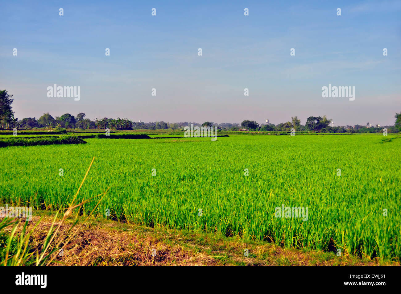Philippines ricefield hi-res stock photography and images - Alamy