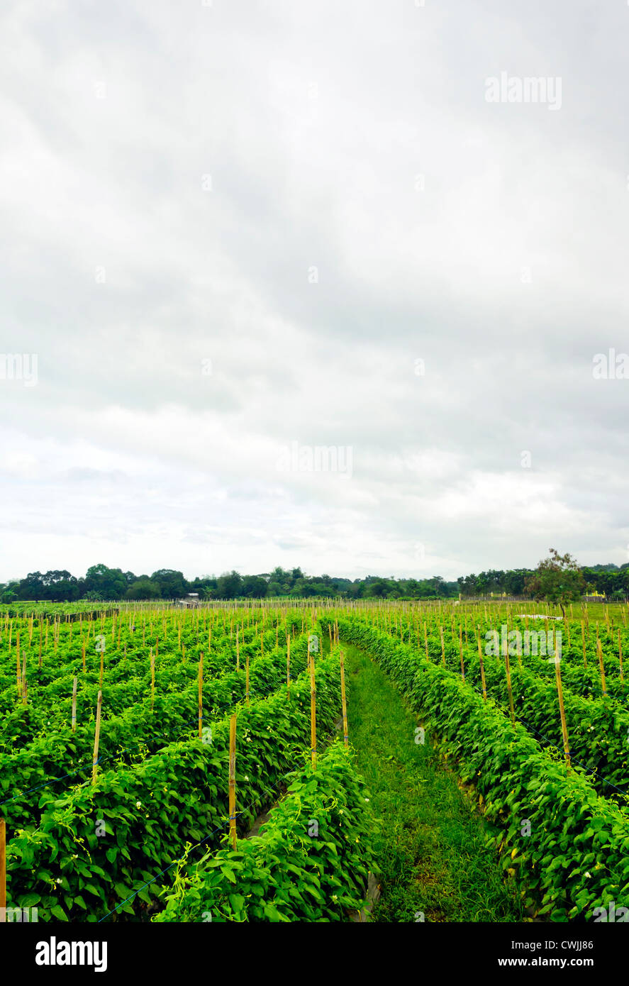 String beans plantation North of Luzon, Philippines Stock Photo - Alamy