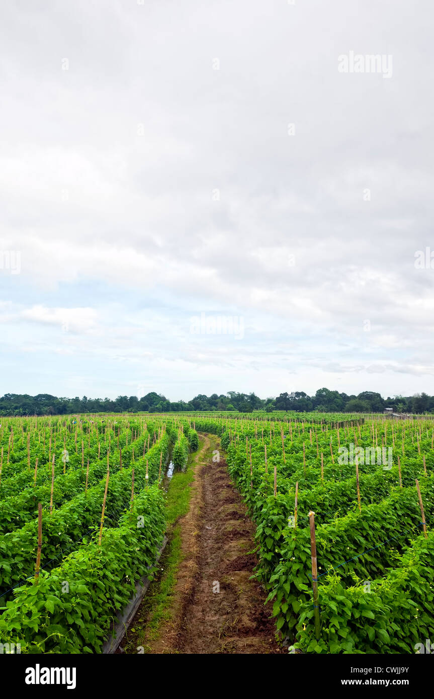 String beans plantation North of Luzon, Philippines Stock Photo - Alamy