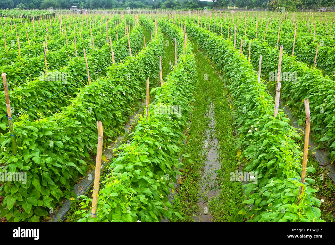 String beans plantation North of Luzon, Philippines Stock Photo - Alamy