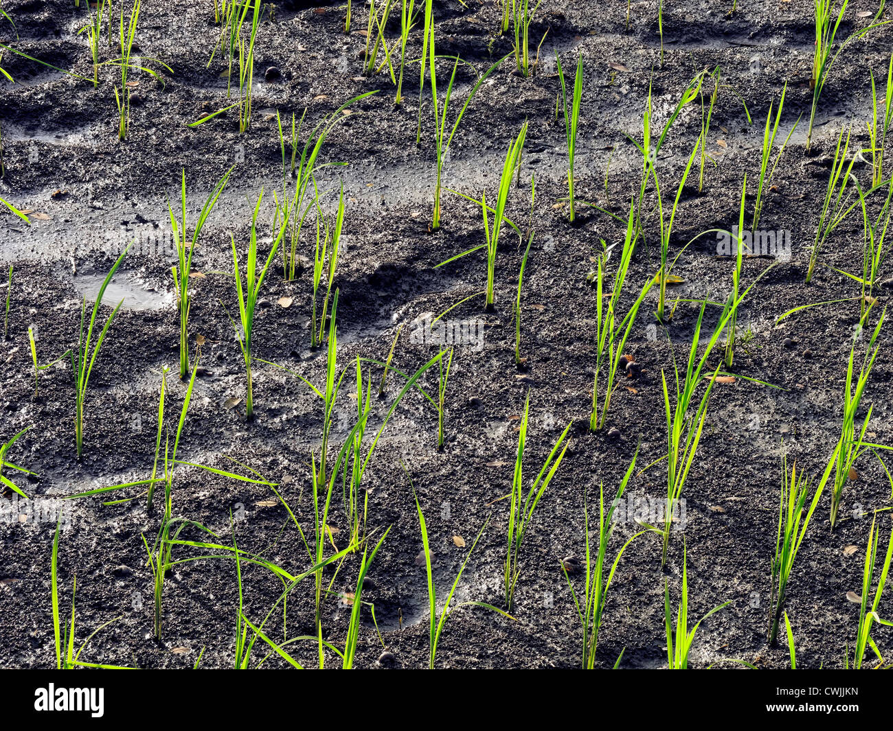 Newly-planted rice in the Philippines Stock Photo - Alamy