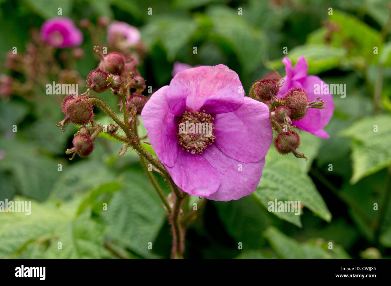Purple flowered raspberry hi-res stock photography and images - Alamy