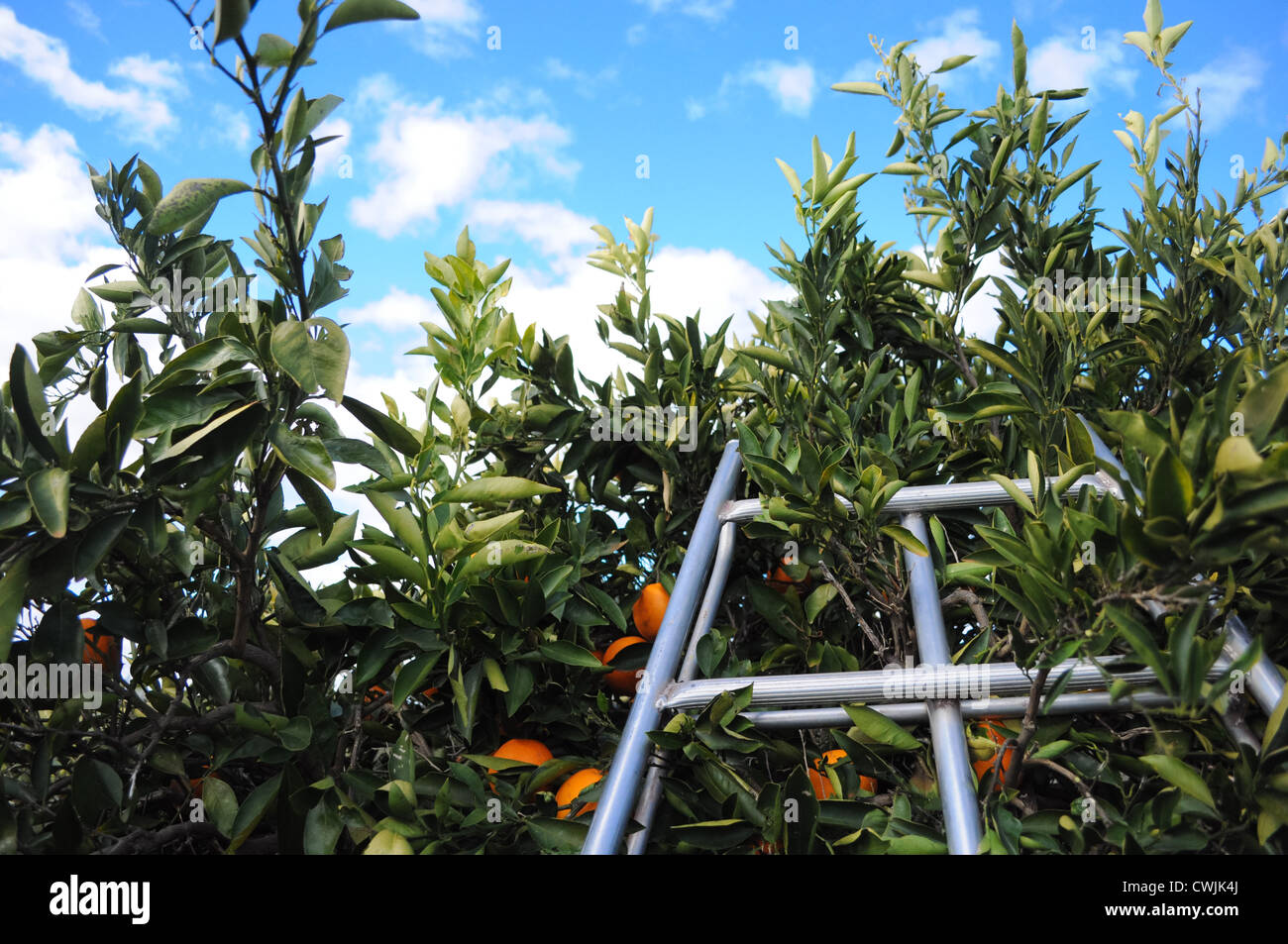 Orange picking ladder hi-res stock photography and images - Alamy