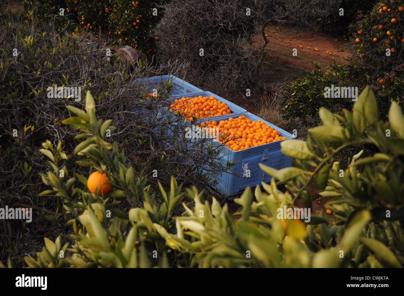 Orange bin hi-res stock photography and images - Alamy