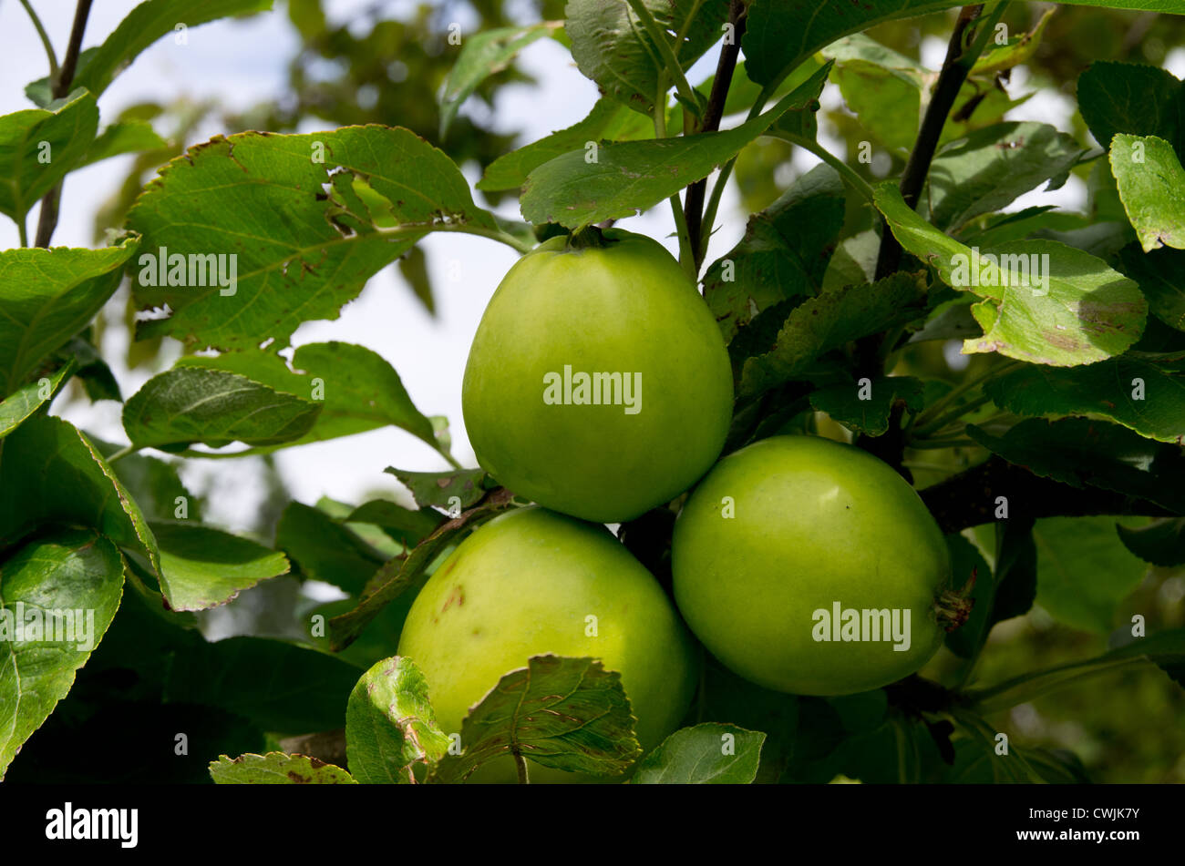 Emneth High Resolution Stock Photography and Images - Alamy