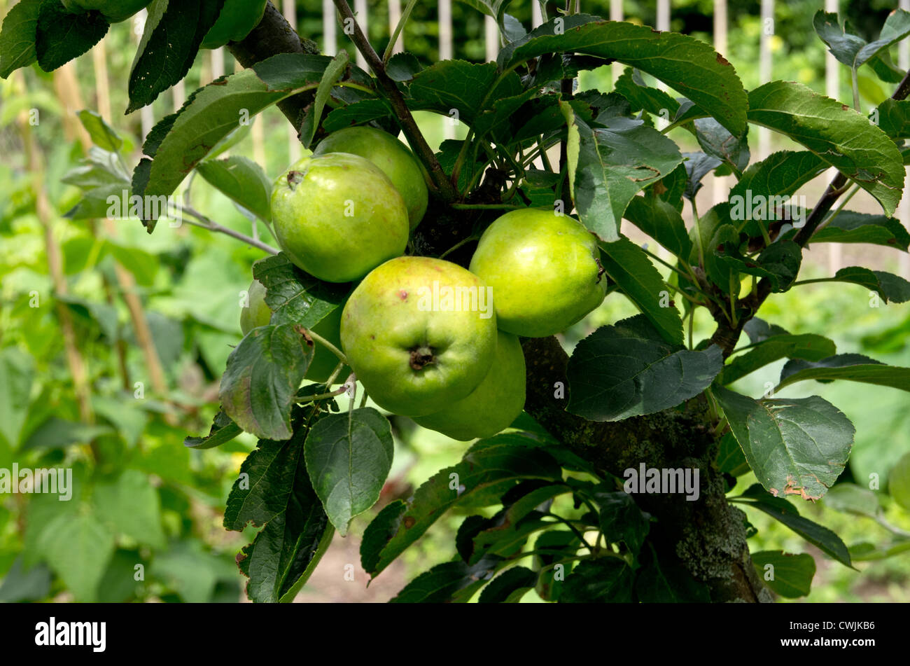 Fruit de mere hi-res stock photography and images - Alamy