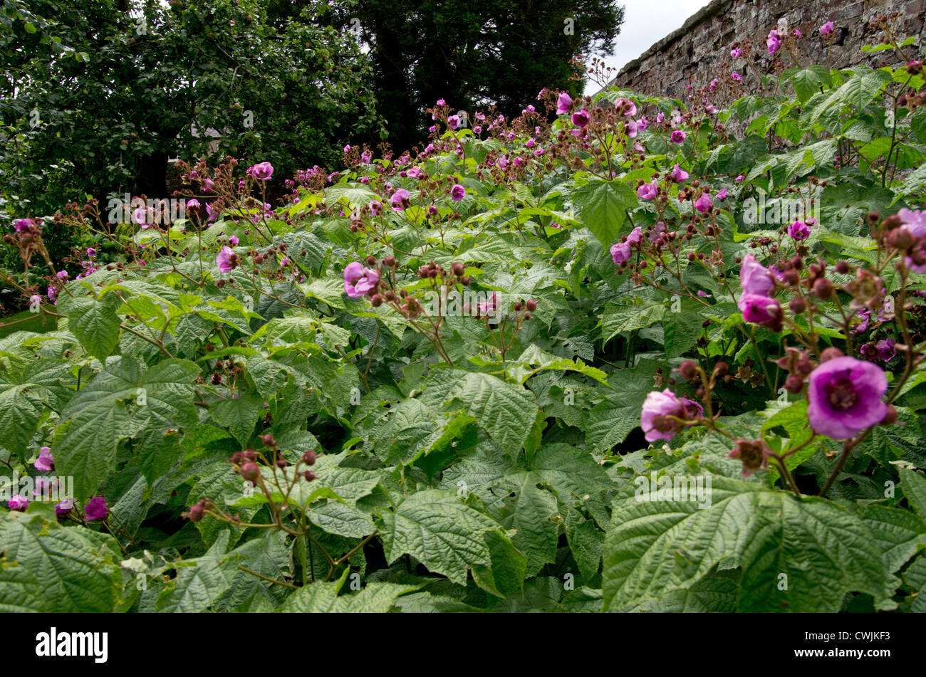 Rubus odoratus Purple-flowered Raspberry Stock Photo - Alamy