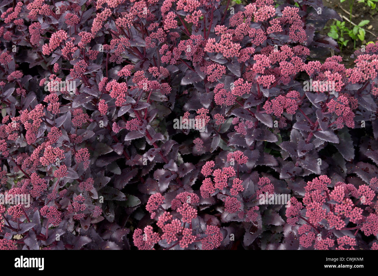 Purple Emperor Sedum