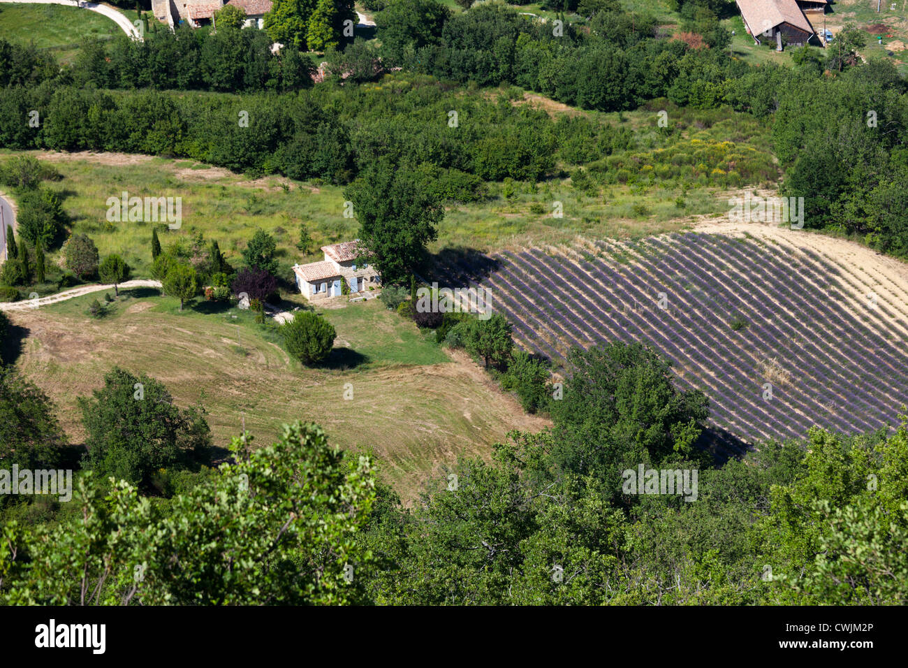 Small farm house and lavender fields near Viens, Provence, France Stock ...