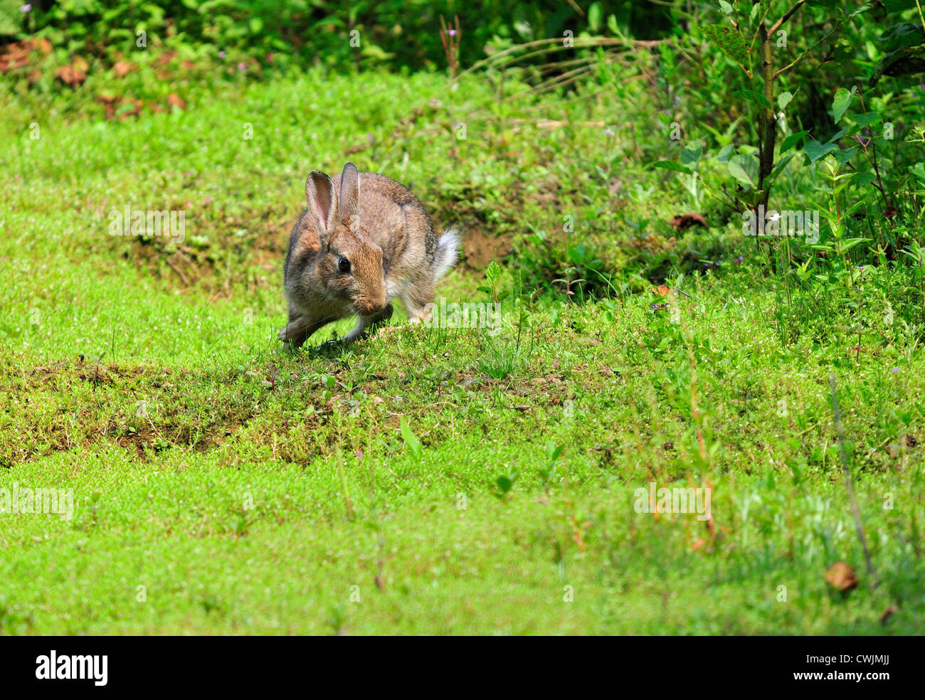 Run rabbit hi-res stock photography and images - Alamy