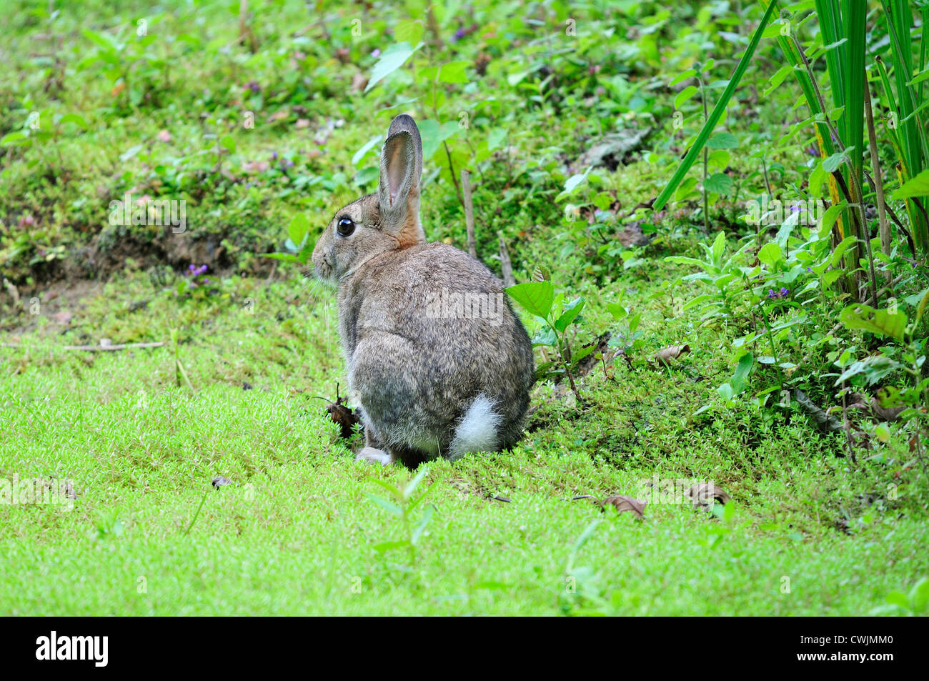 Rabbit (Oryctolagus cuniculus) Kent, England, UK. July Stock Photo - Alamy