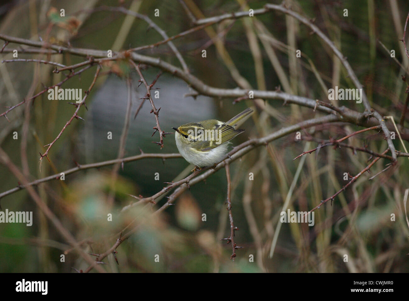 Pallas's Warbler Phylloscopus proregulus Shetland, Scotland, UK Stock ...