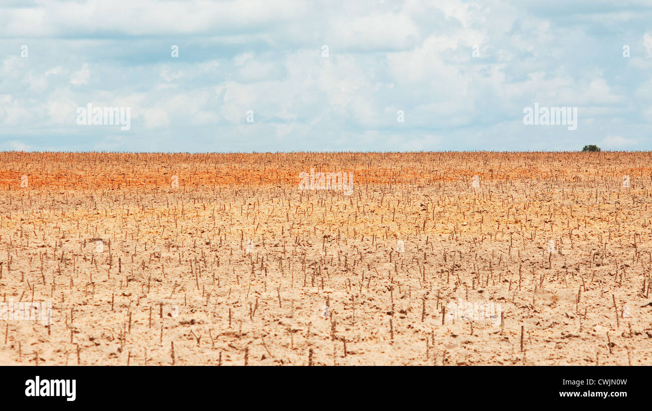 Newly planted tapioca field in Banteay Meanchey province in northwest ...
