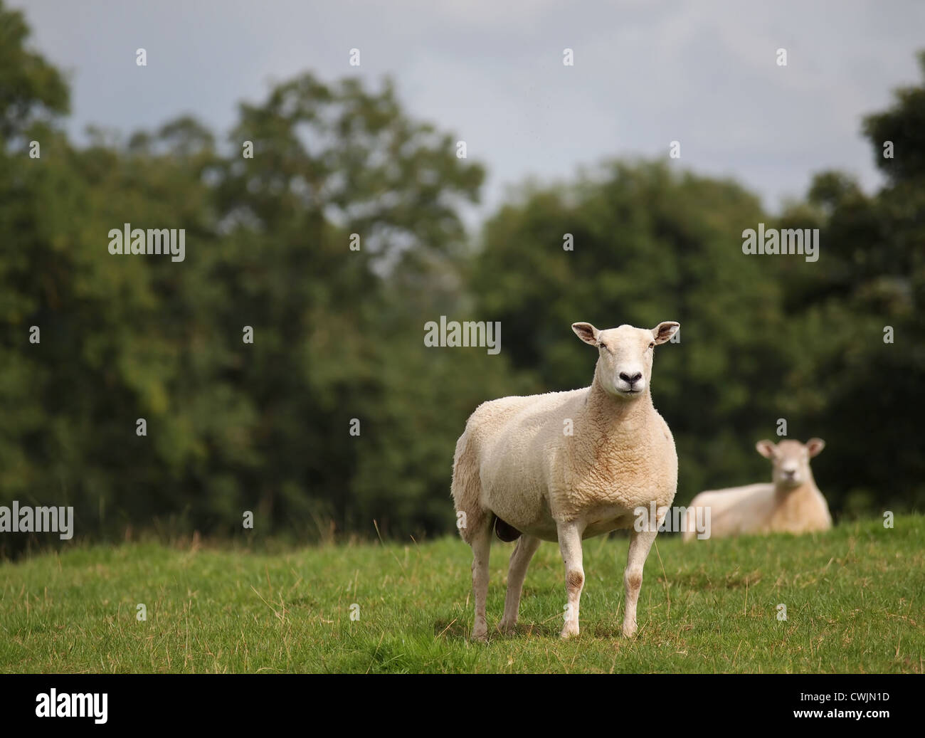 freshly shorn sheep standing in green pasture Stock Photo - Alamy