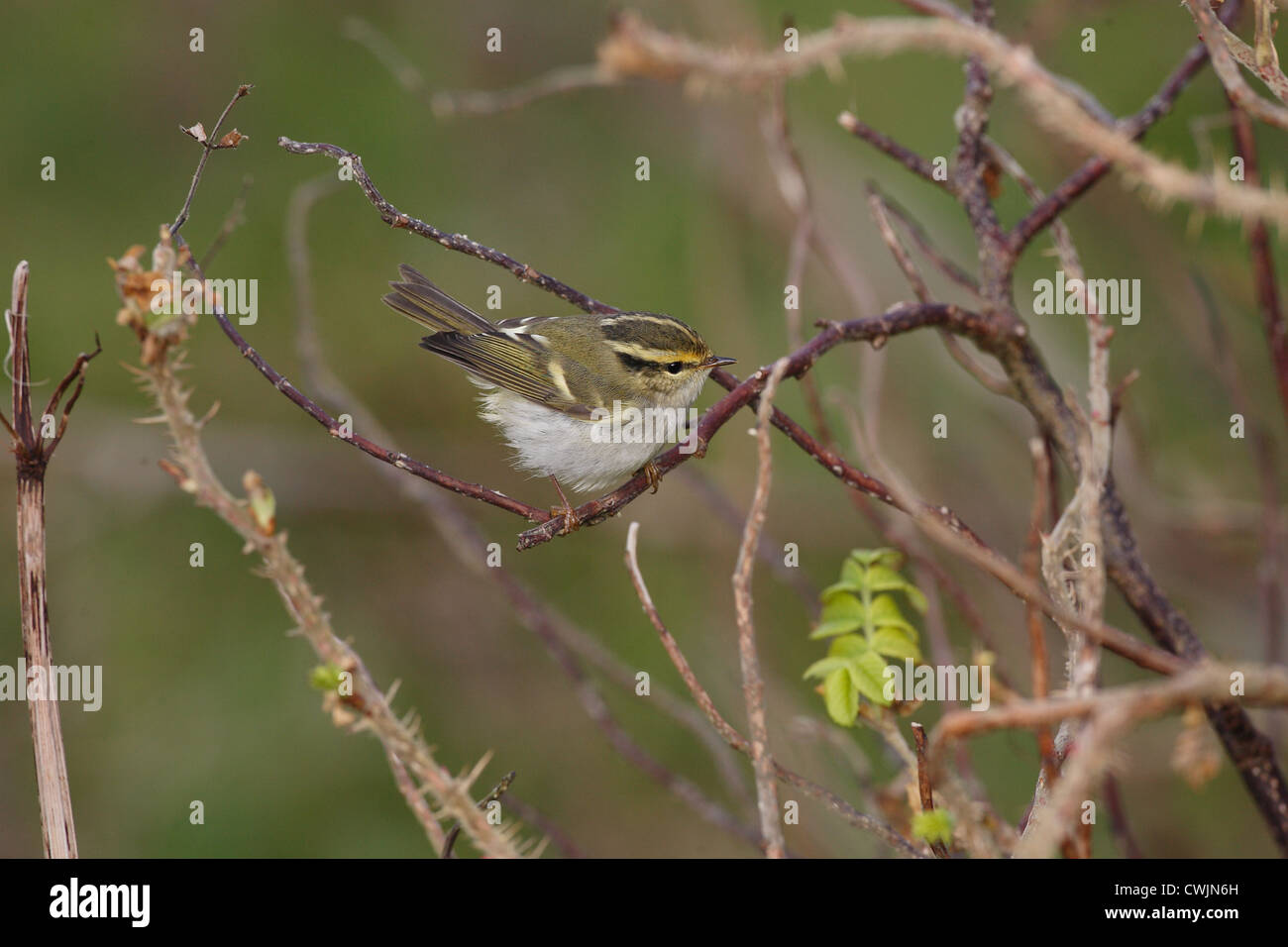 Pallas's Warbler Phylloscopus proregulus Shetland, Scotland, UK Stock ...