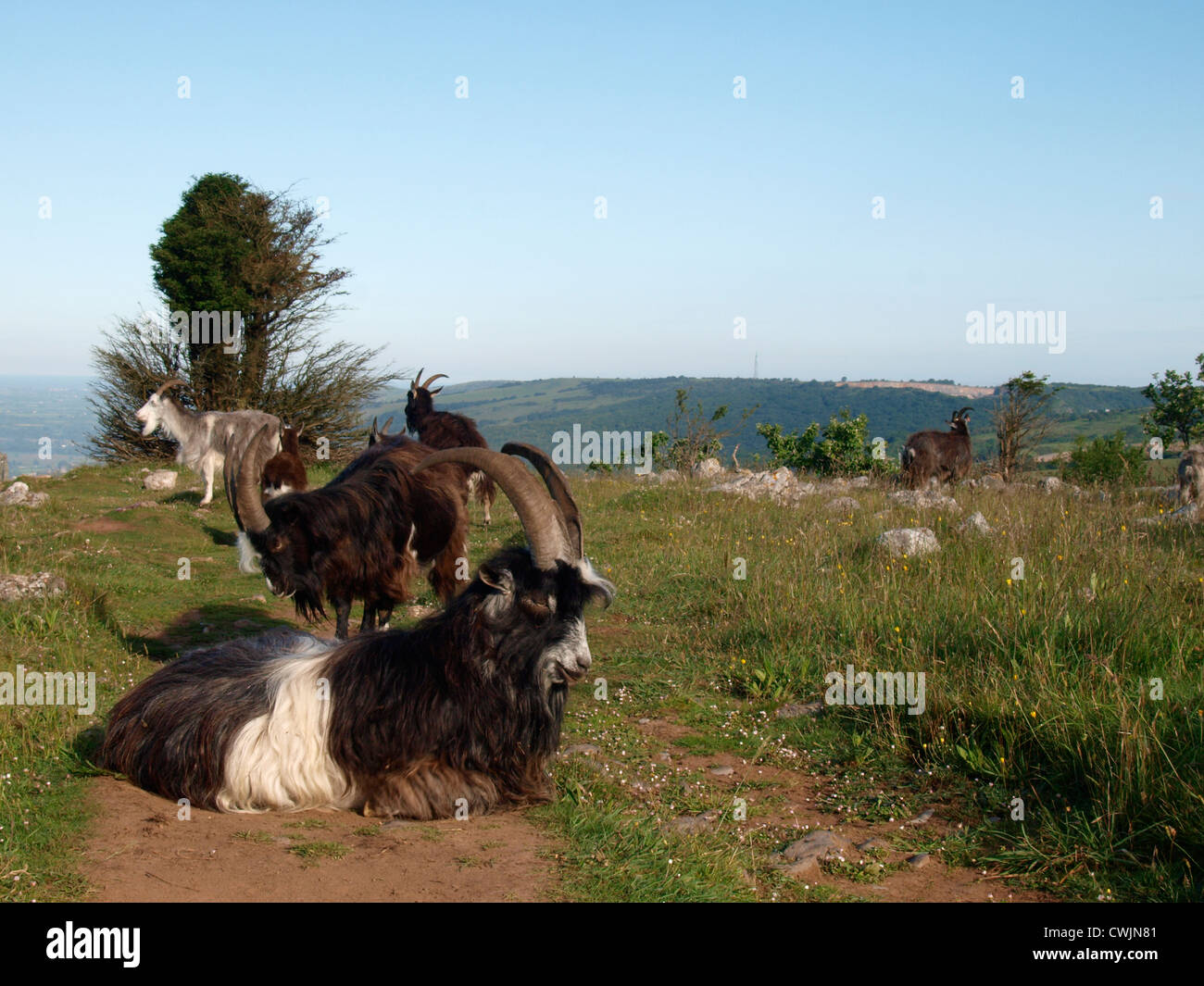Goats on top of Cheddar Gorge, Somerset, UK Stock Photo - Alamy