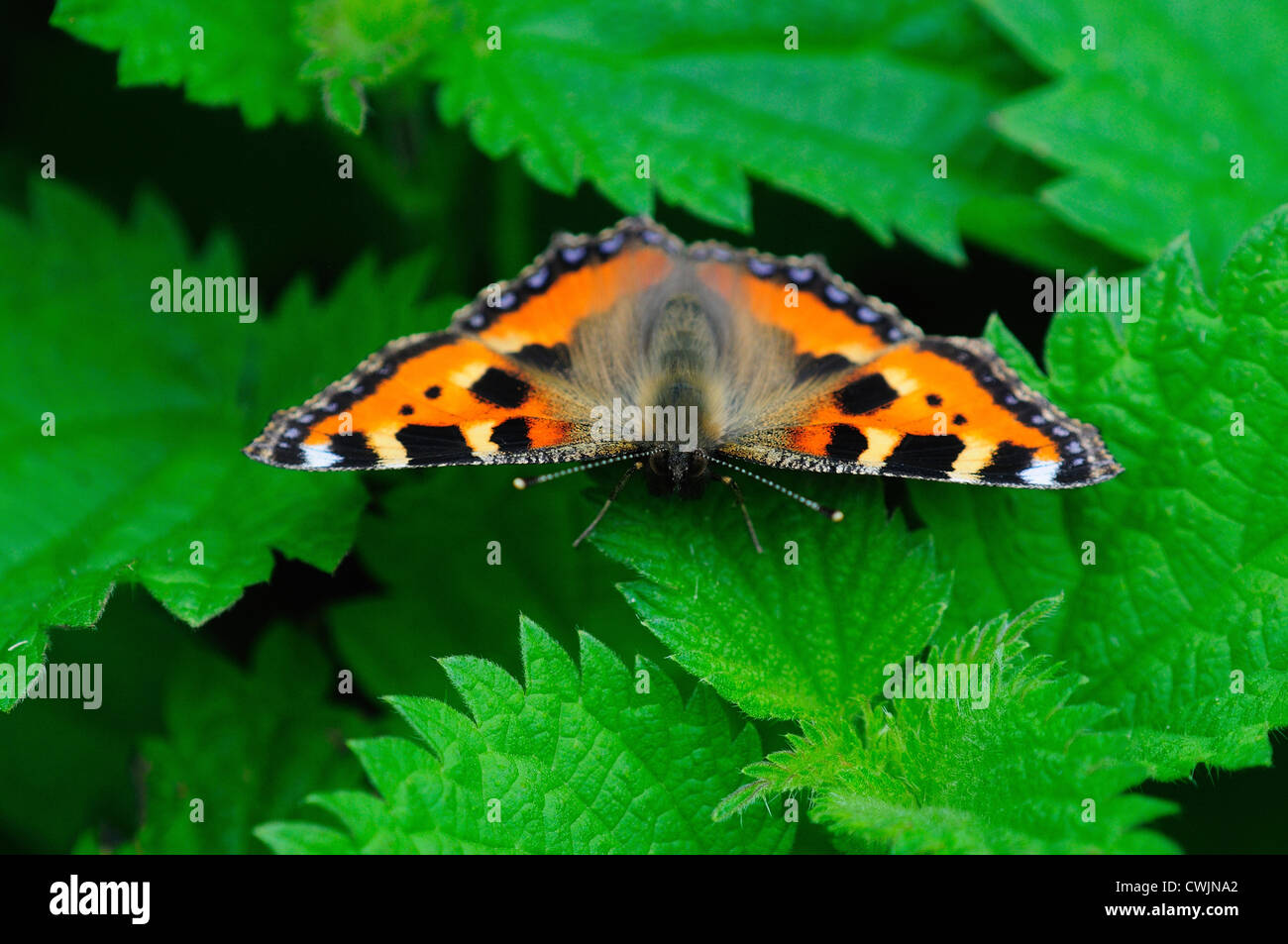 small tortoiseshell butterfly Stock Photo - Alamy