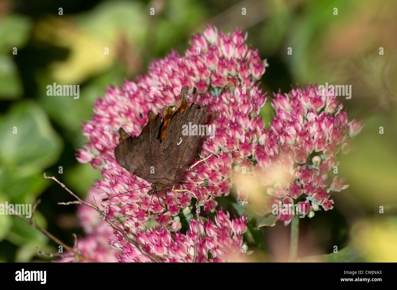 Comma butterfly on sedum flowers Stock Photo - Alamy