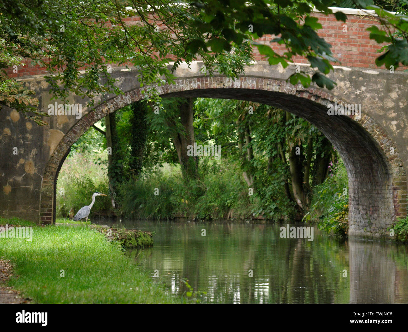 Bridge 102 on the Grand Union Canal, Milton Keynes with a Grey Heron ...