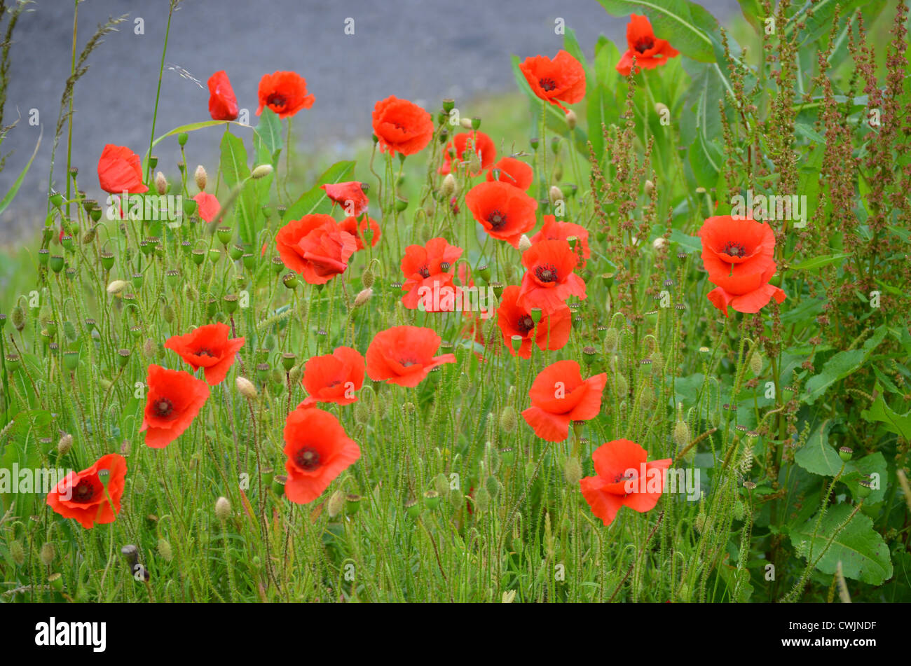 Less we forget hi-res stock photography and images - Alamy