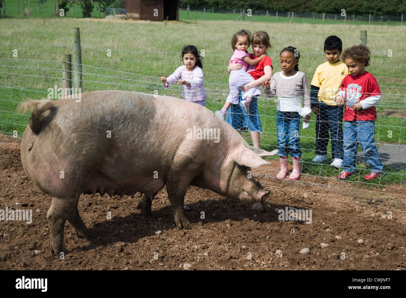 Children looking at a large pig on a visit to a city farm Stock Photo ...