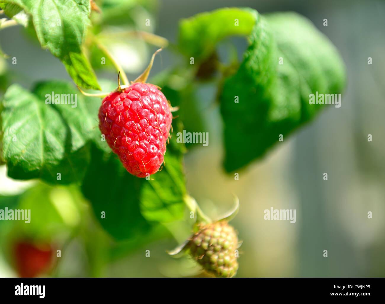 Raspberry plant hi-res stock photography and images - Alamy