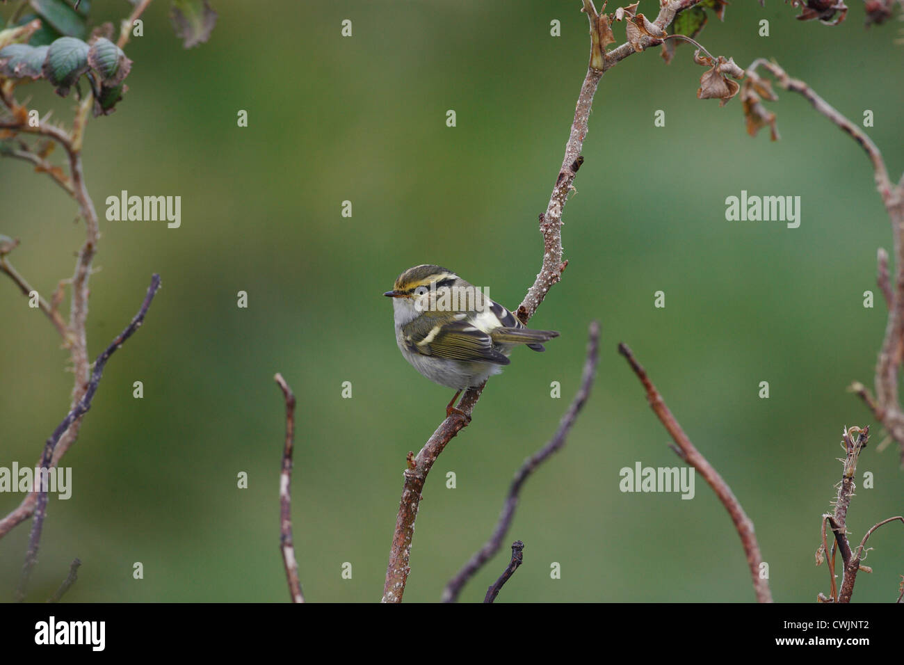Pallas's Warbler Phylloscopus proregulus Shetland, Scotland, UK Stock ...