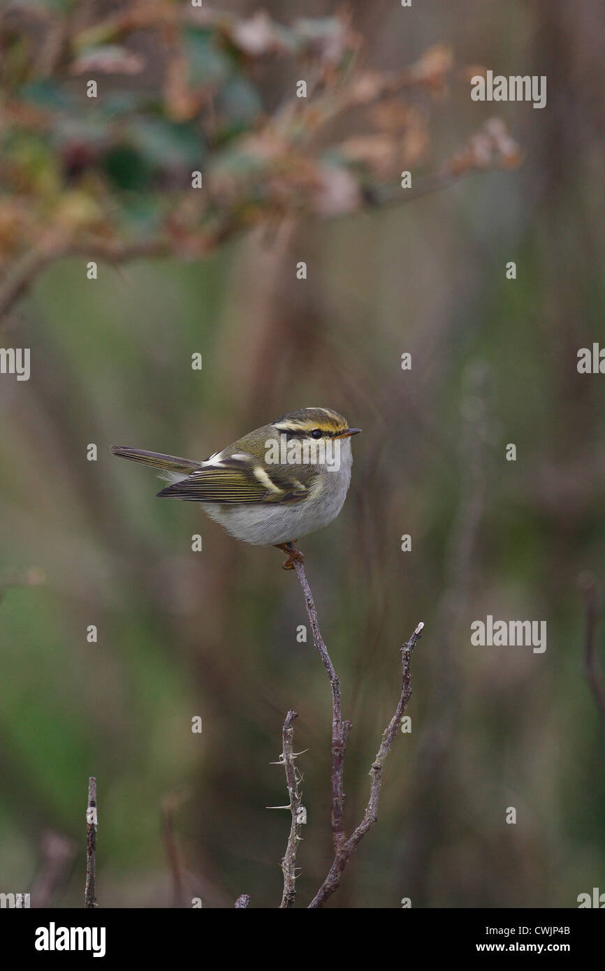 Pallas's Warbler Phylloscopus proregulus Shetland, Scotland, UK Stock ...