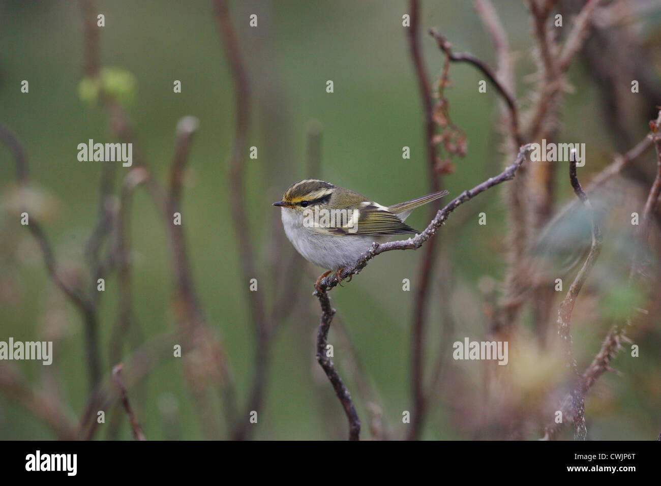 Pallas's Warbler Phylloscopus proregulus Shetland, Scotland, UK Stock ...