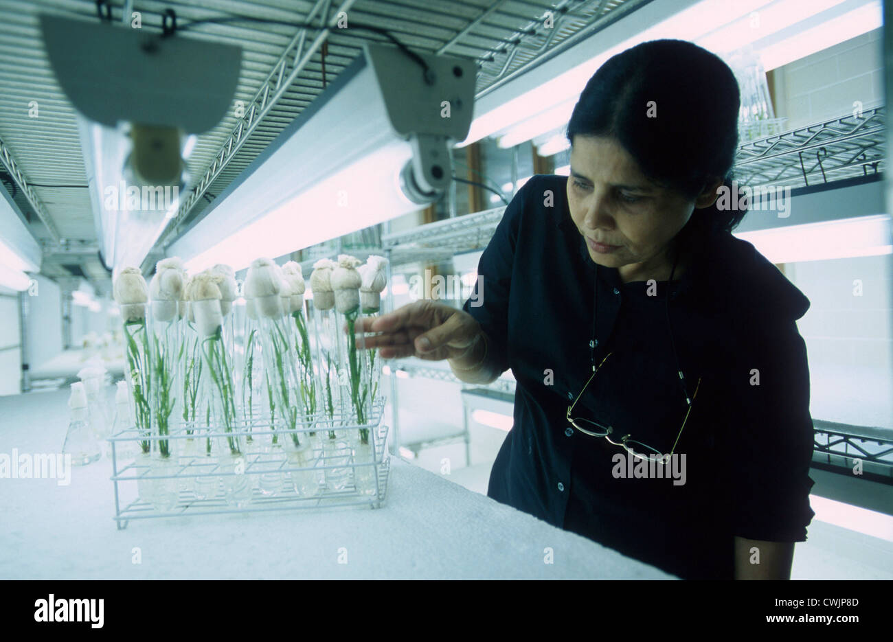 Philippines IRRI international rice research institute in Los Banos ...