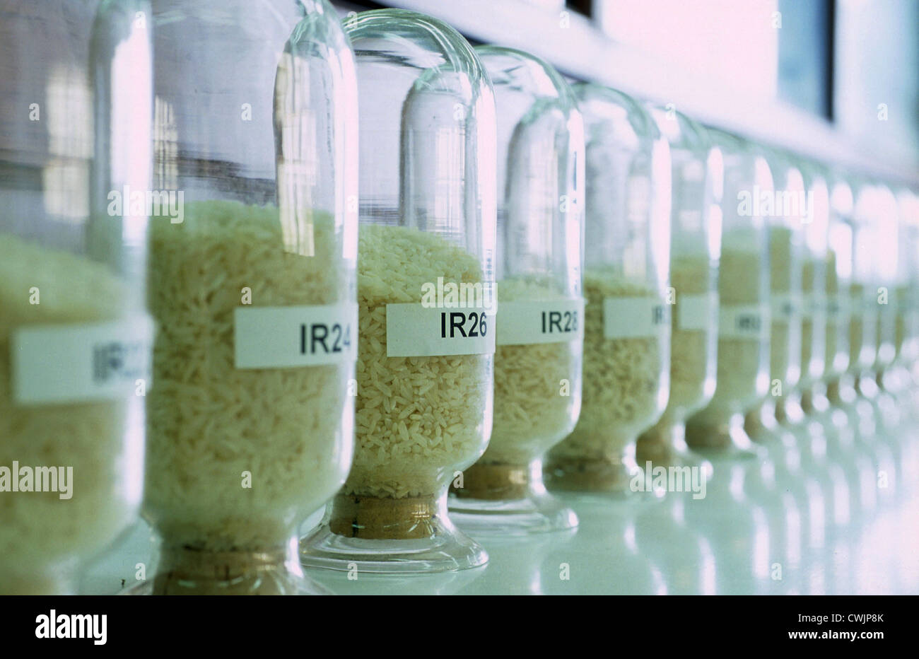 Philippines IRRI international rice research institute in Los Banos ...
