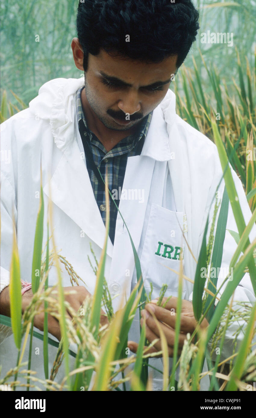 International rice research institute irri hi-res stock photography and ...
