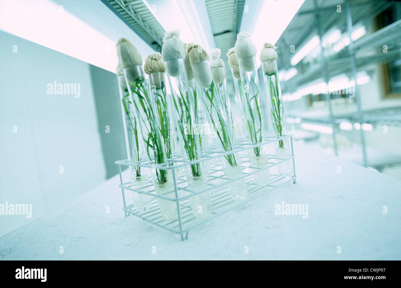 Philippines IRRI international rice research institute in Los Banos ...