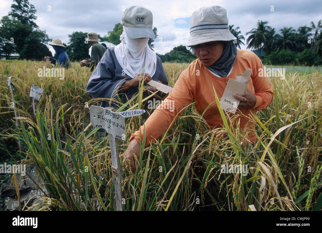 Philippines IRRI international rice research institute in Los Banos ...