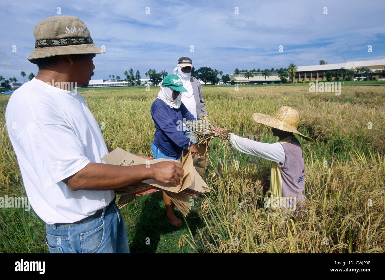 Philippines IRRI international rice research institute in Los Banos ...