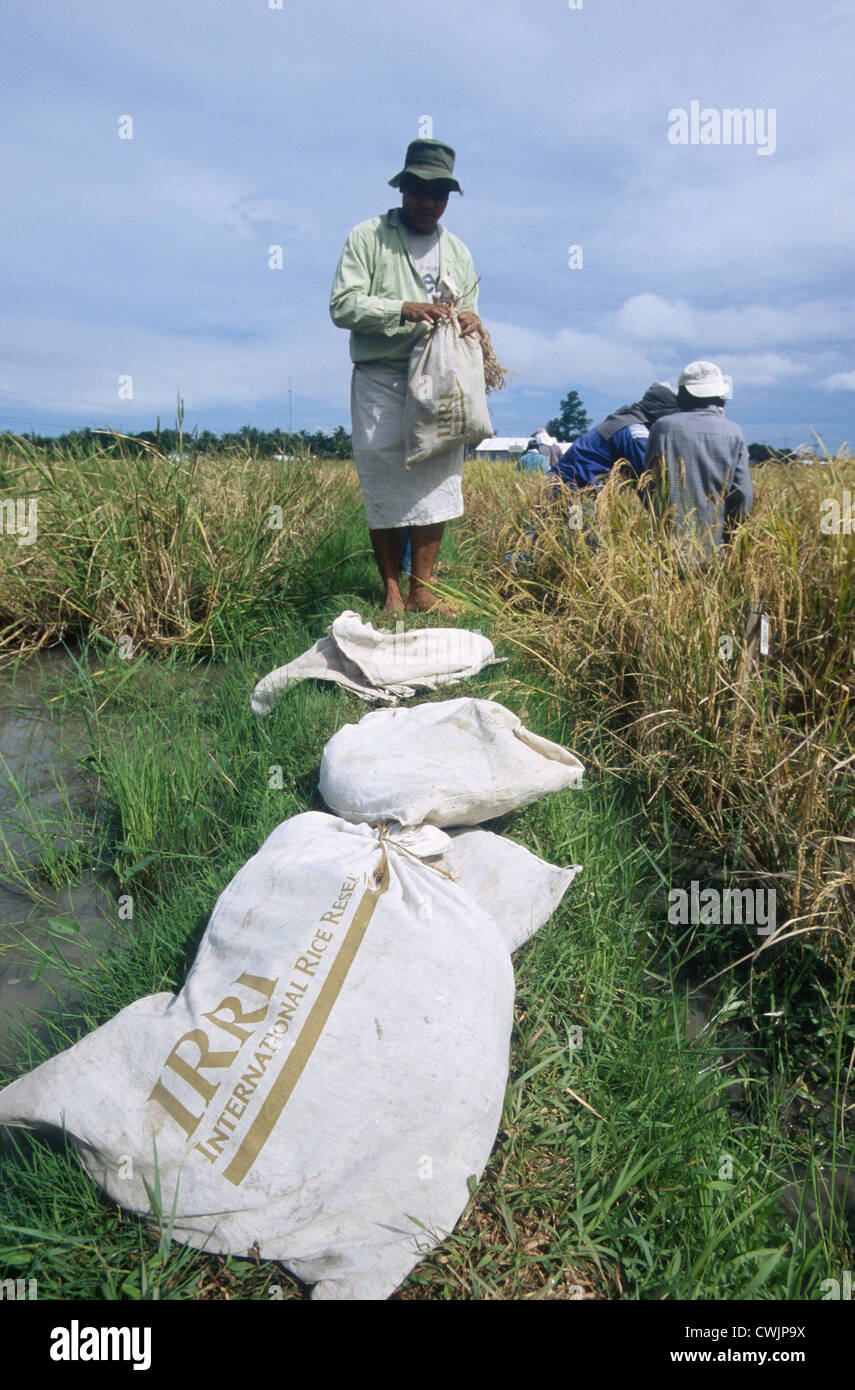 Philippines IRRI international rice research institute in Los Banos ...