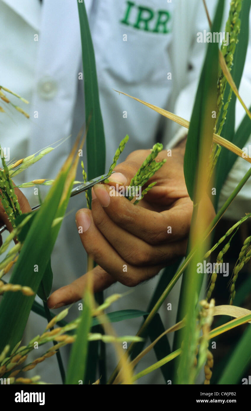 Philippines IRRI international rice research institute in Los Banos ...