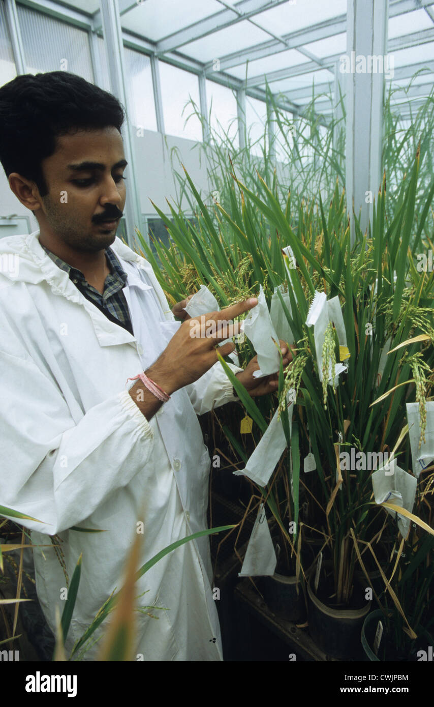 Philippines IRRI international rice research institute in Los Banos ...