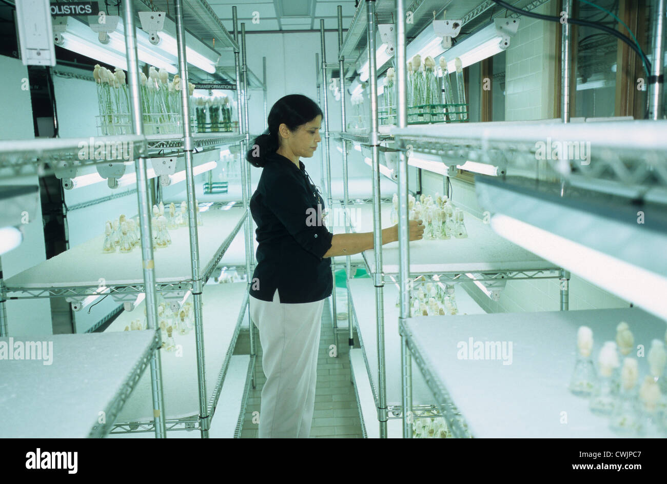 Philippines IRRI international rice research institute in Los Banos ...