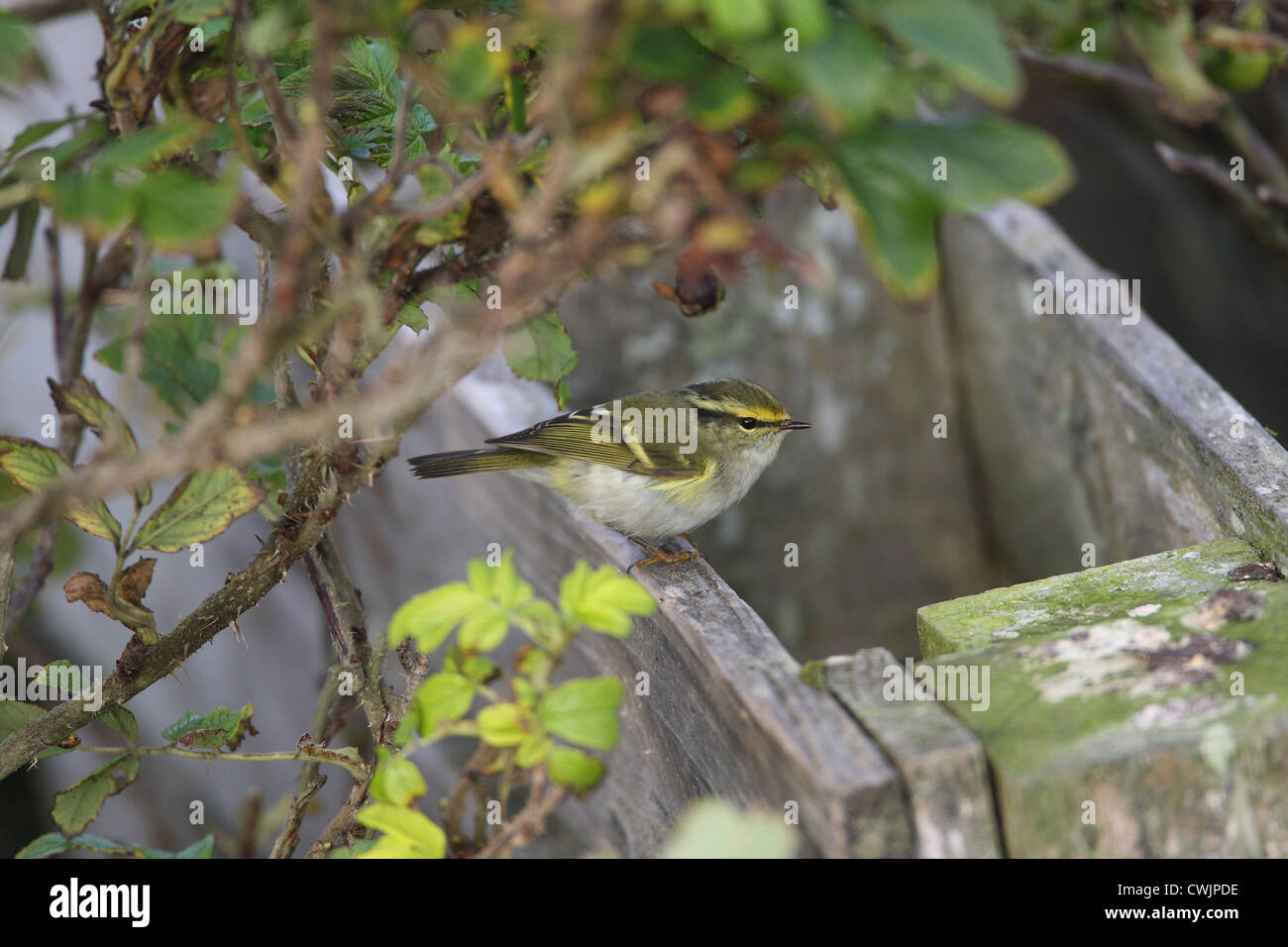 Pallas's Warbler Phylloscopus proregulus Shetland, Scotland, UK Stock ...