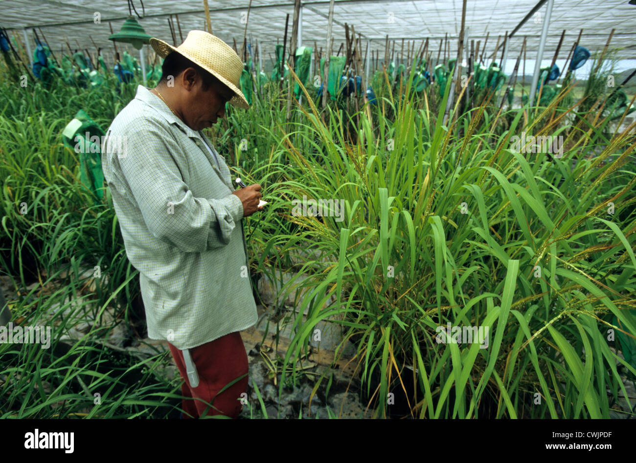 Philippines IRRI international rice research institute in Los Banos ...