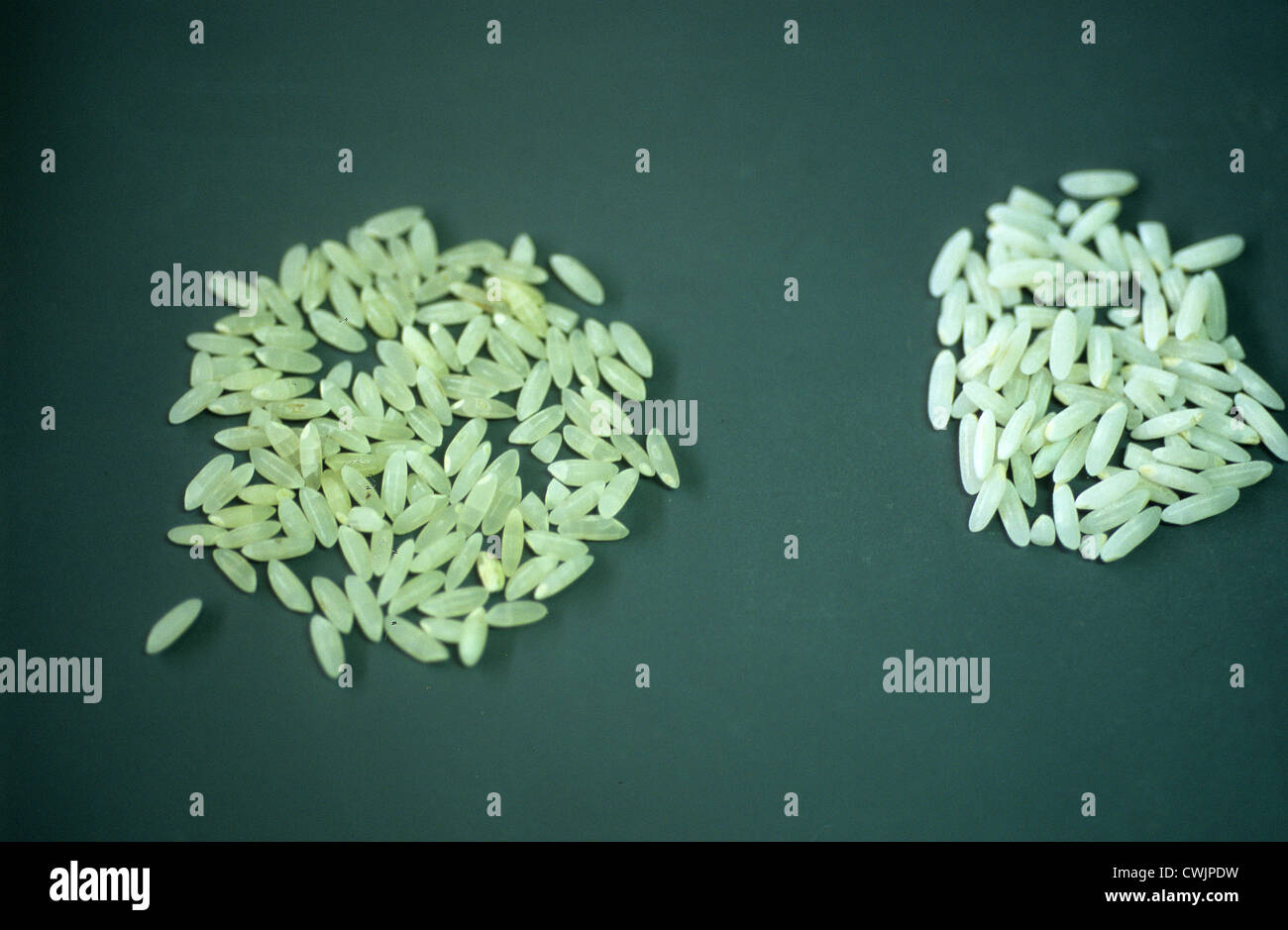 International rice research institute irri hi-res stock photography and ...