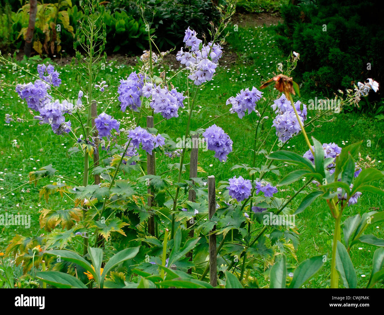 Violet larkspur hi-res stock photography and images - Alamy