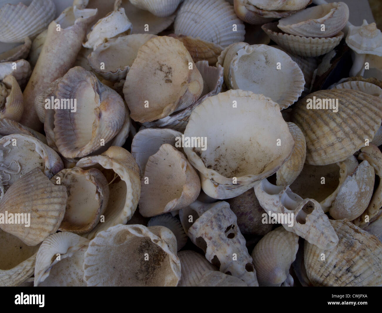 Pile of sea shells in studio Stock Photo - Alamy
