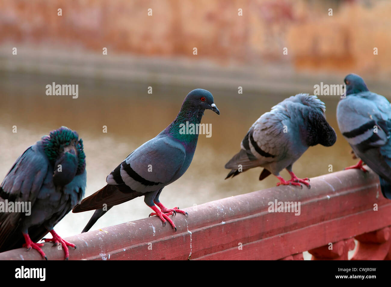 Domestic pigeon on Jaipur fort Stock Photo - Alamy