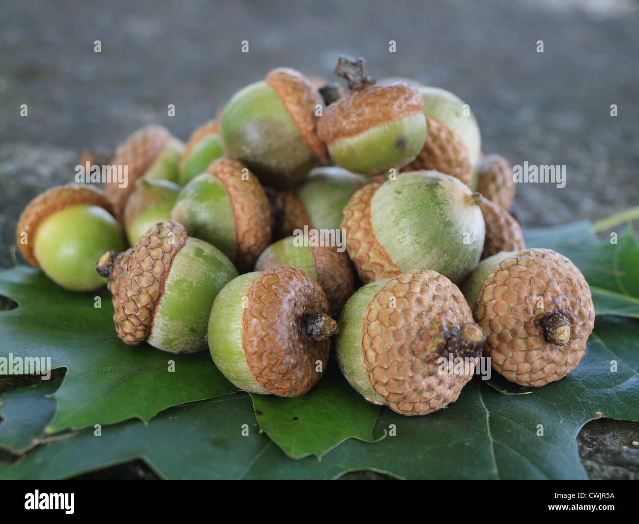 Quercus rubra leaf hi-res stock photography and images - Alamy