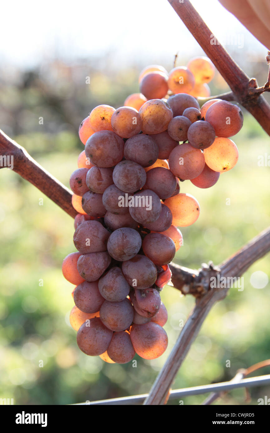 Bunch of Grapes Stock Photo - Alamy