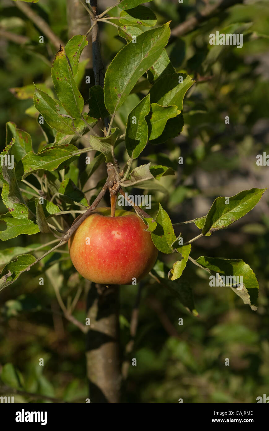 Fruit treet hi-res stock photography and images - Alamy