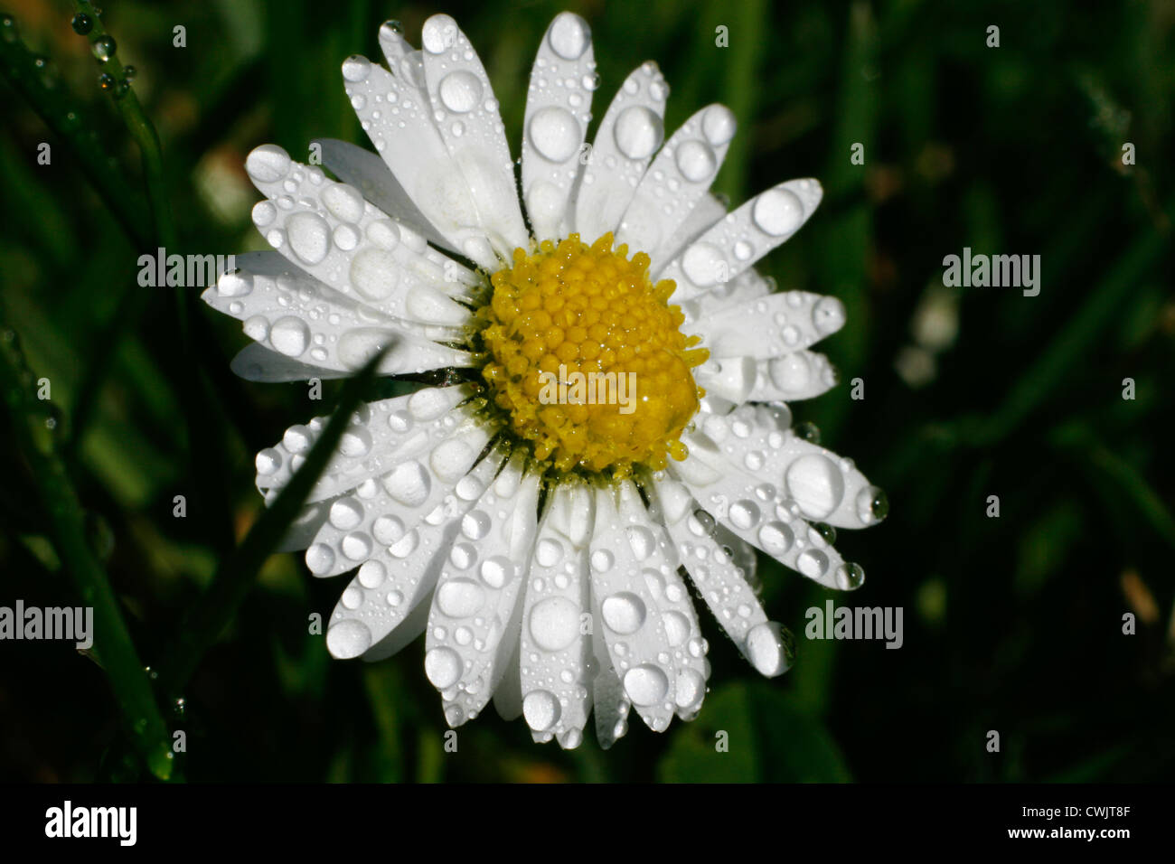 Daisy with dew hi-res stock photography and images - Alamy